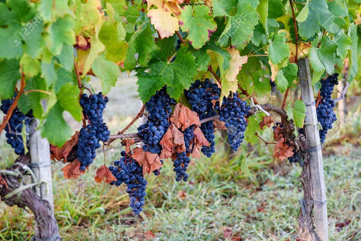 Uva Michelin: La Nueva Distinción Para El Mundo Del Vino - De Cinco ...